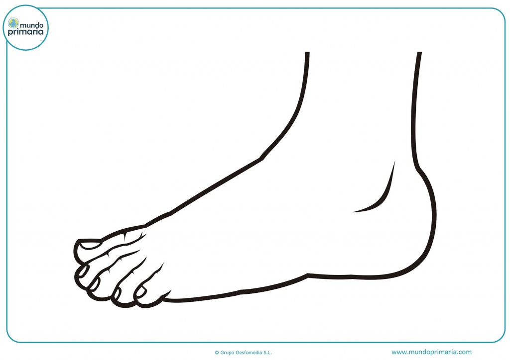 Dibujos del cuerpo humano para colorear - Mundo Primaria