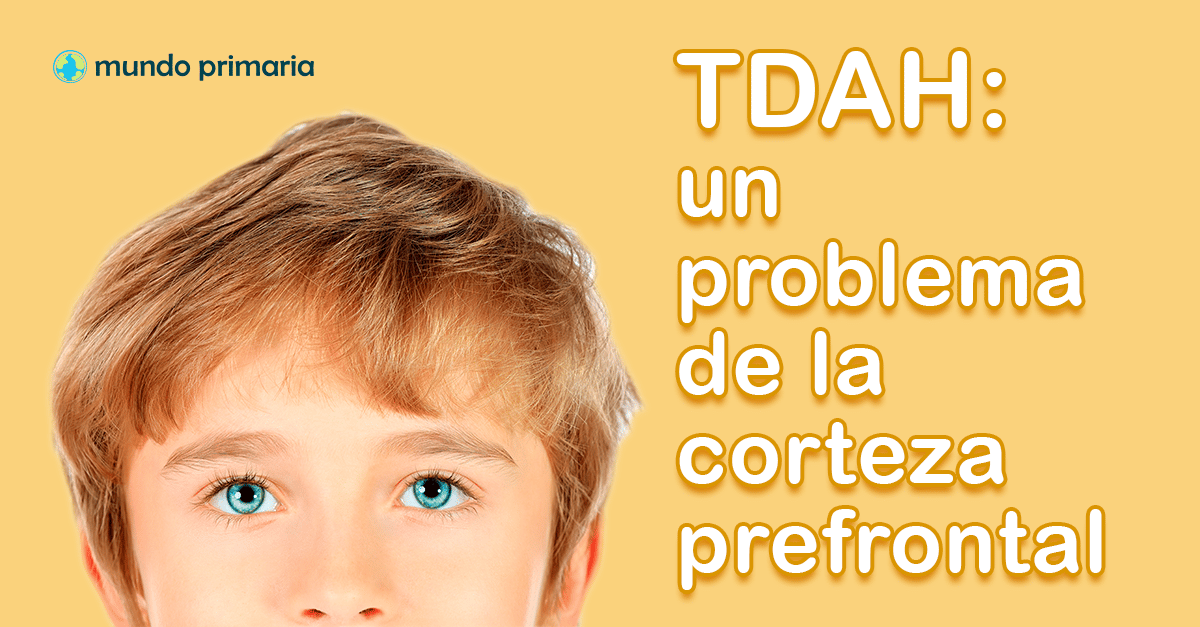 TDAH: un problema de la corteza prefrontal - Mundo Primaria