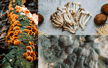 El reino fungi 【Características y clasificación】