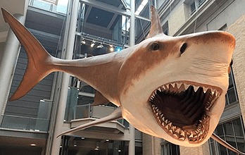 ⭐ Megalodón, ¿qué es y por qué se extinguió?