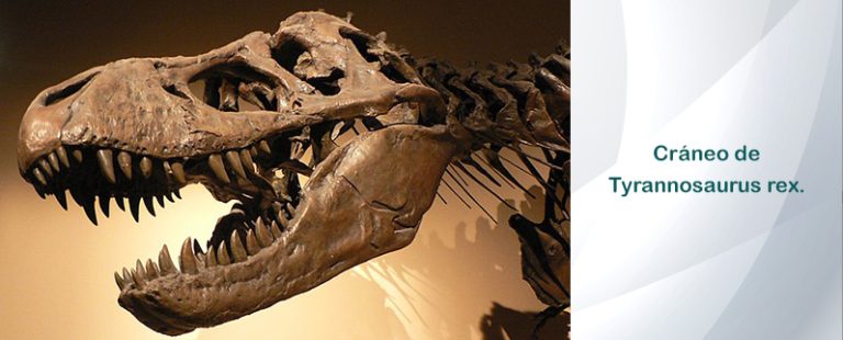 II Tyrannosaurus rex