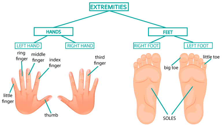 Partes del cuerpo en inglés
