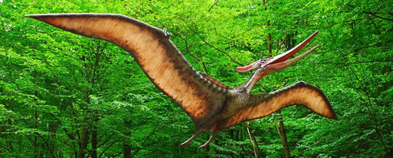 Pteranodon
