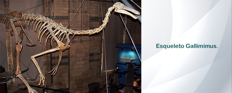 ⊛ Gallimimus