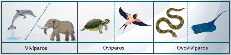 Funciones vitales de los seres vivos