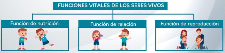 Funciones vitales de los seres vivos