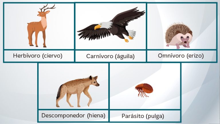 Funciones vitales de los seres vivos