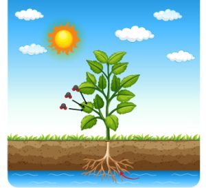 Funciones vitales de los seres vivos