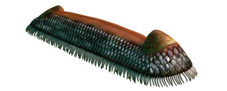 II Periodo Cámbrico