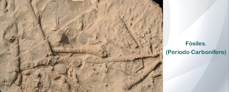 ⭐ Período Carbonífero