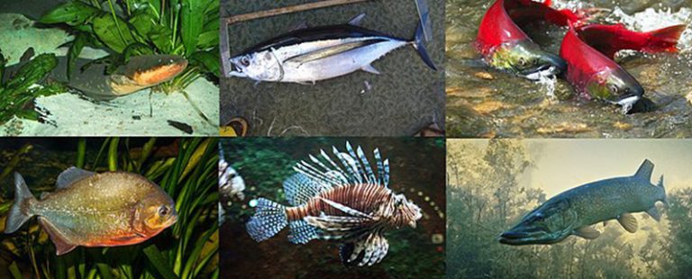 ⭐ Período Cretácico