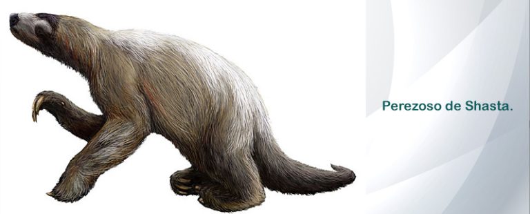 ⭐ Período Cuaternario