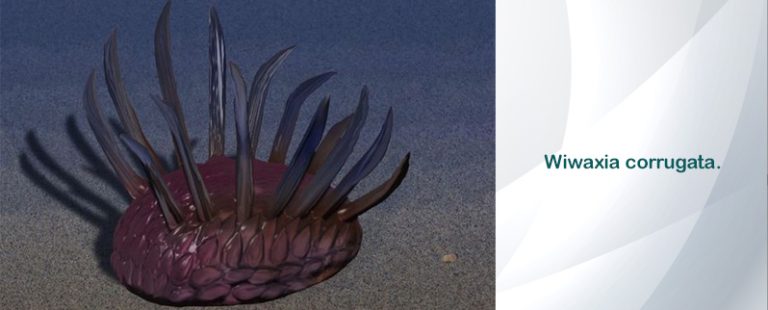 II Periodo Cámbrico