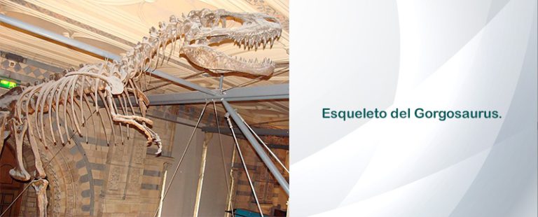 Gorgosaurus