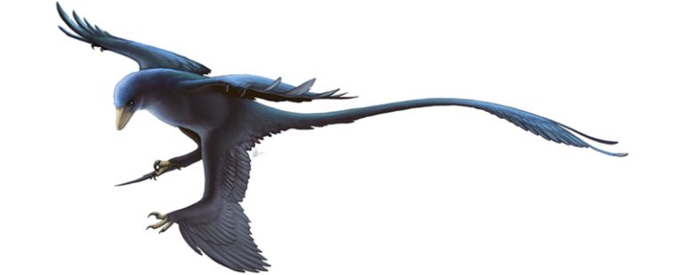 ⊛ Microraptor