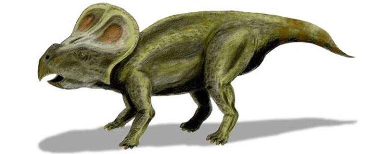 ⭐ Protoceratops