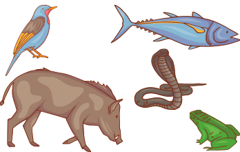 Animales vertebrados [Definición y clasificación]