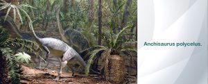 II Anchisaurus