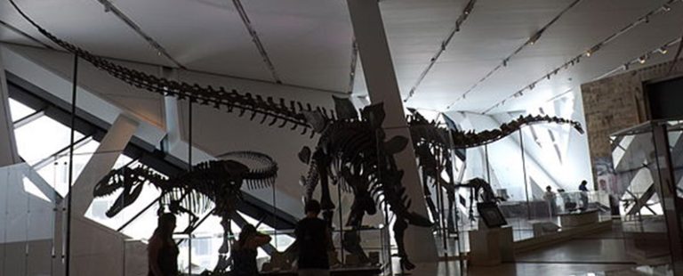 ⊛ Barosaurus