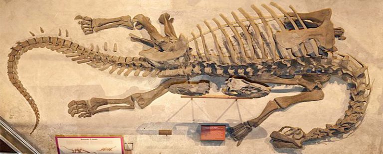 ⊛ Camarasaurus