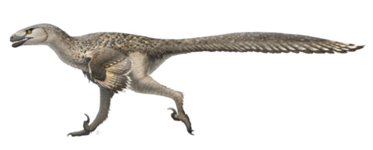 II Dromaeosaurus