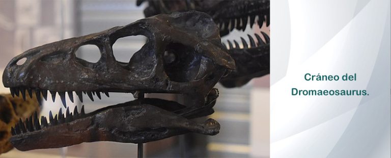 II Dromaeosaurus