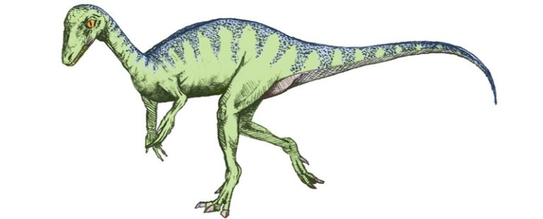 Eoraptor