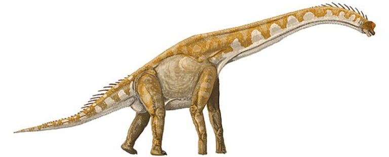 II Giraffatitan