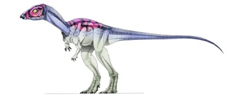 II Micropachycephalosaurus