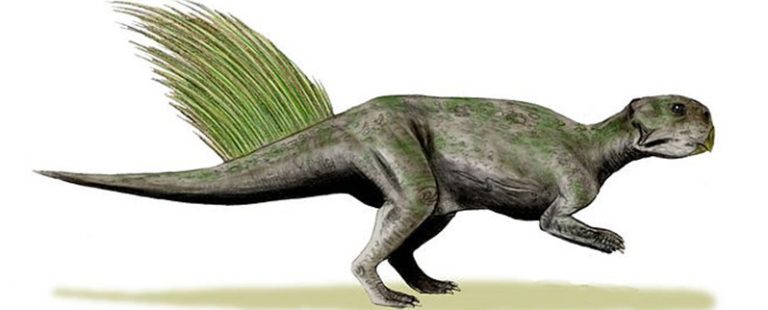 ⊛ Psittacosaurus
