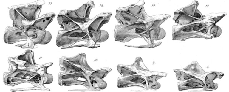 II Seismosaurus