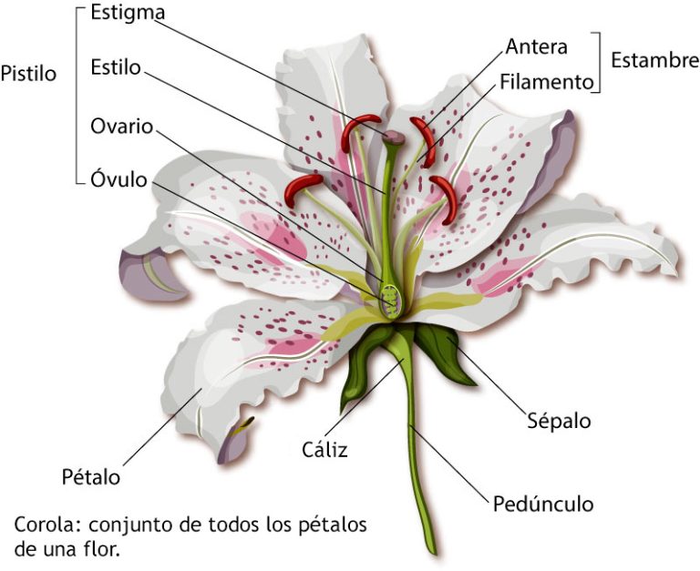 Partes de una flor Elementos que la forman y sus funciones