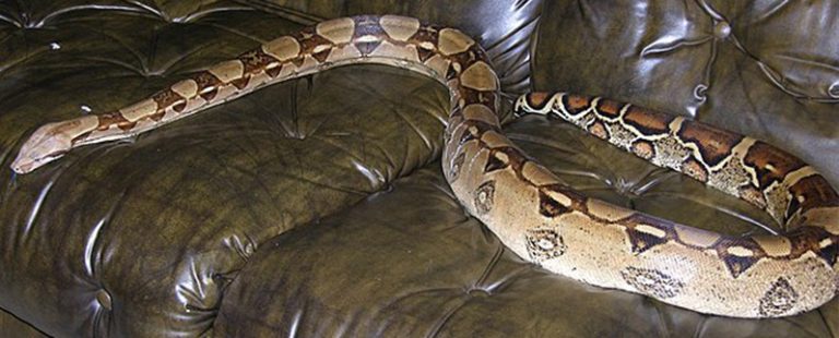 ⭐ La serpiente más grande del mundo
