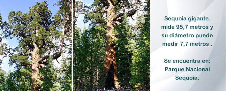 ⭐ El árbol más grande del mundo