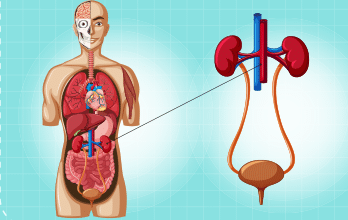 Sistema Urinario Para Niños