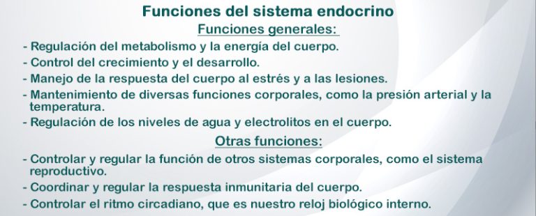 ⭐ Sistema endocrino