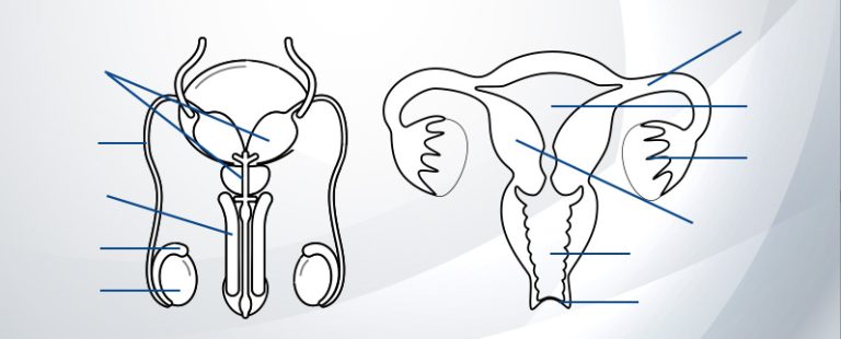 La reproducción humana